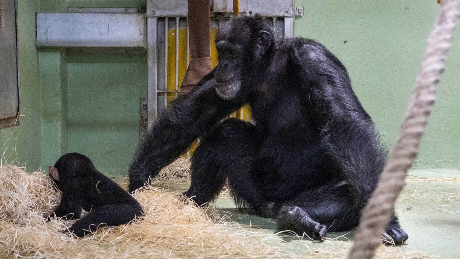 El reencuentro del macho de chimpancé con su hijo