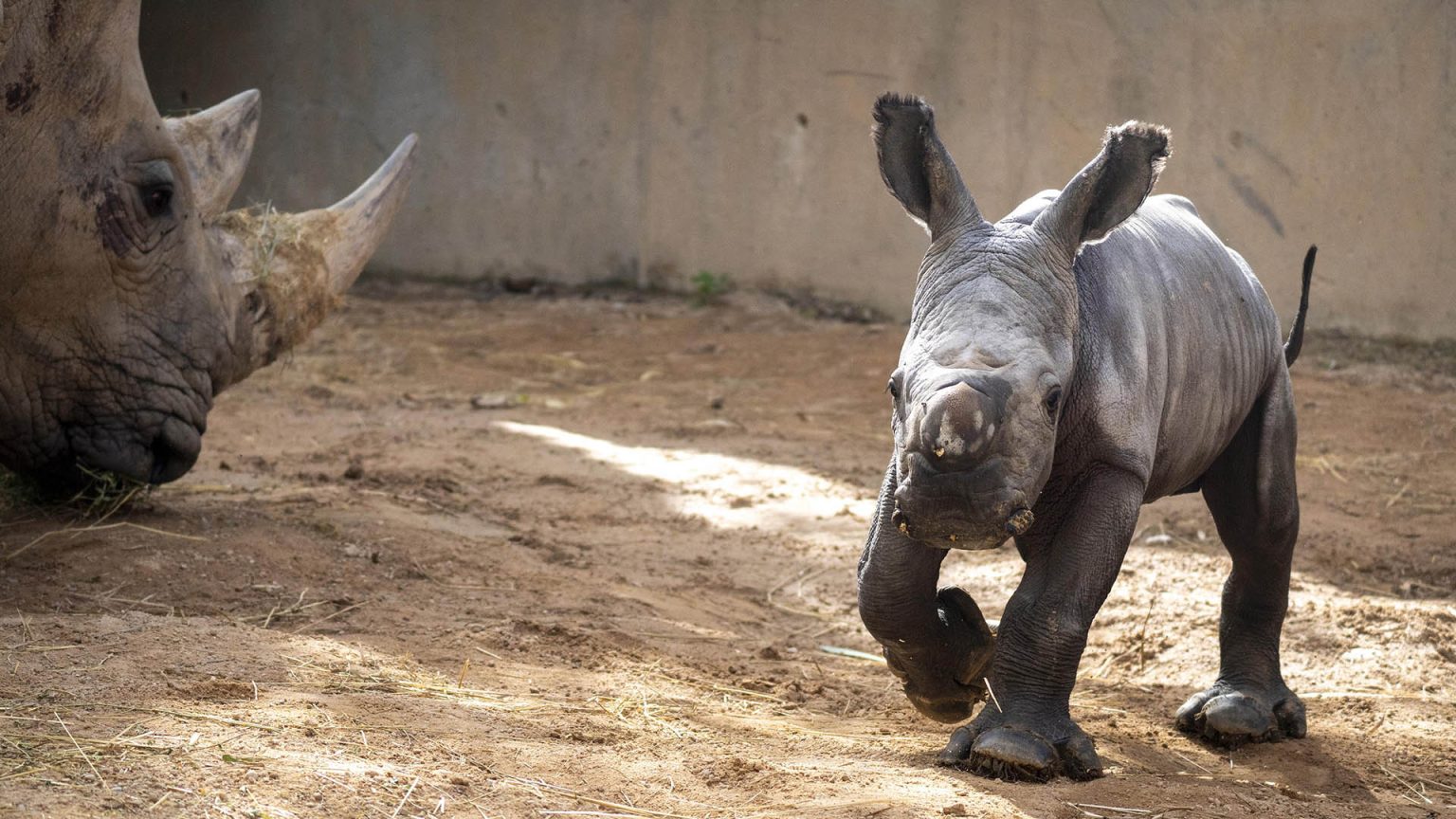 The baby rhinoceros born at BIOPARC Valencia is a male