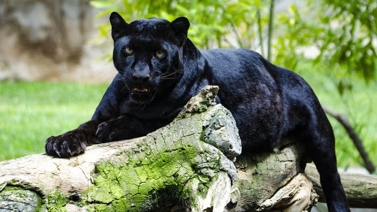 BIOPARC Valencia “llora” la pérdida de la pantera Mamba
